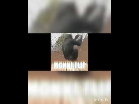 GODZILLA VS MONKE 2 | Godzilla vs. Kong | Know Your Meme
