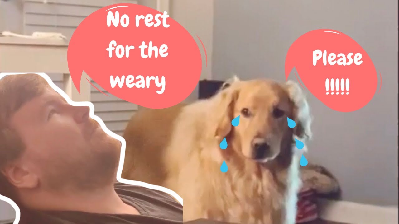 Spoiled golden retriever Whine and Cry nonstop until he gets his way ...