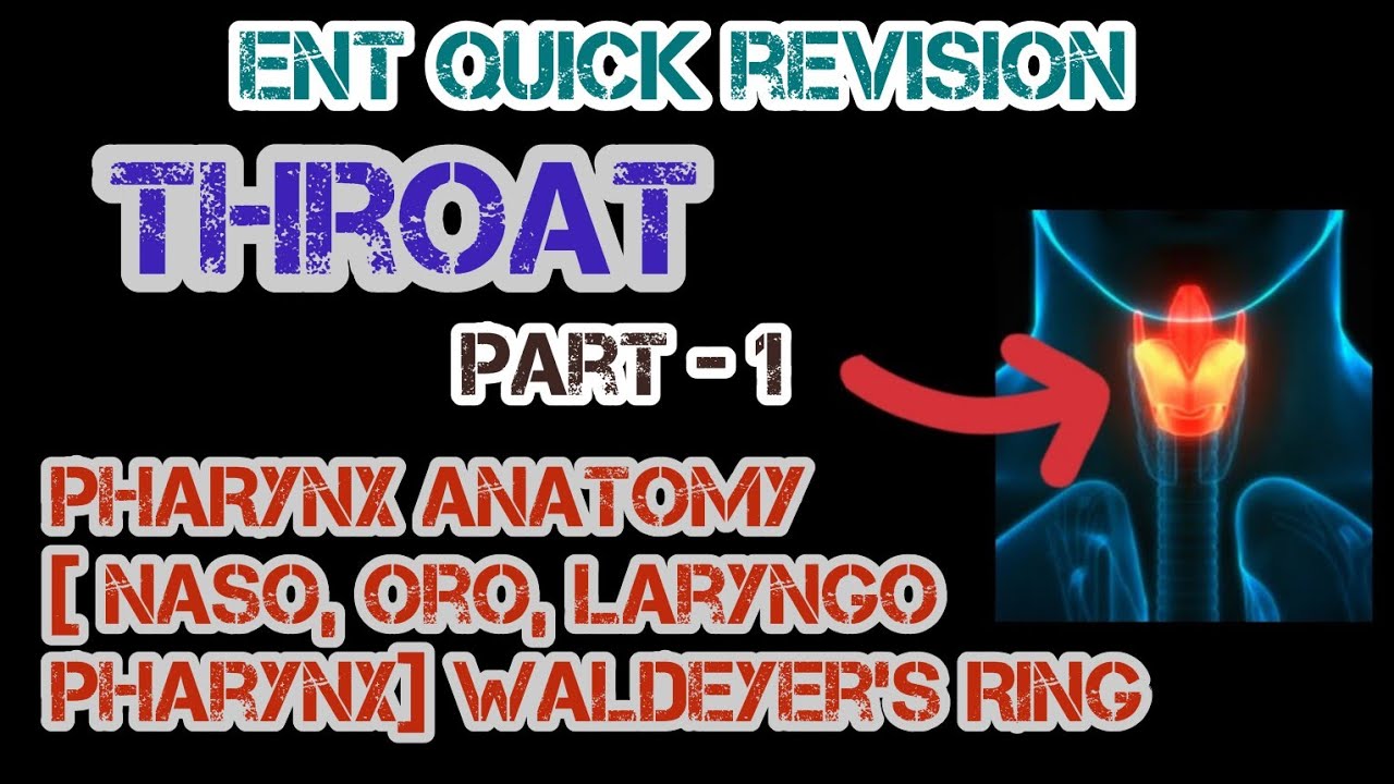 Exploring Pharynx Anatomy Nasopharynx Oropharynx Laryngopharynx Dr