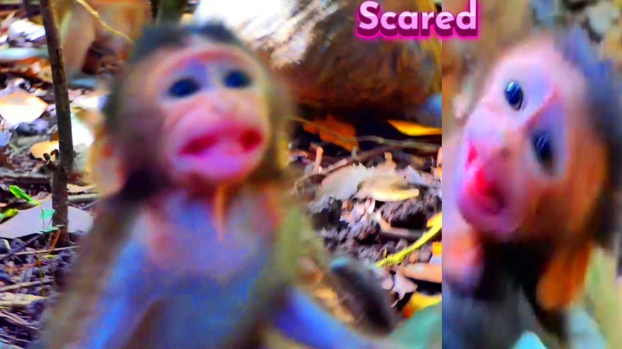 Unbelievable Story! Poor Baby Not Get Serious Lesson From Mom Training ...