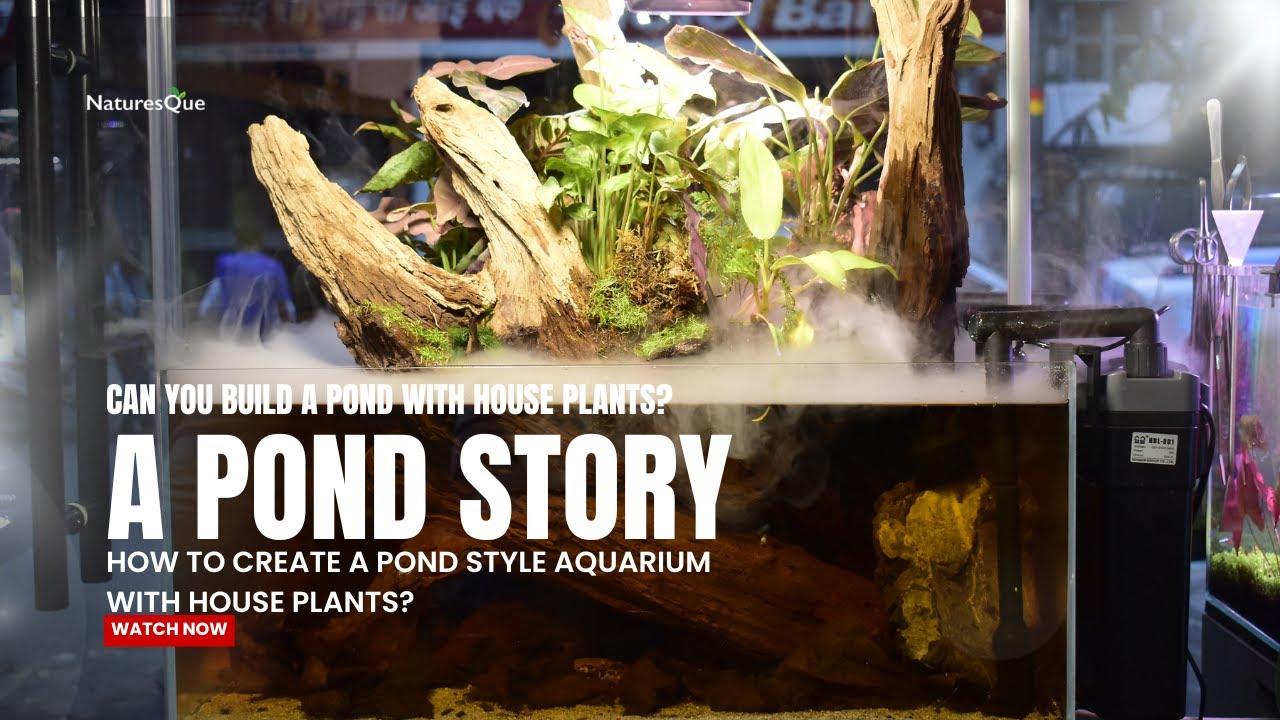 How to build dark water pond style nature aquarium? - YouTube