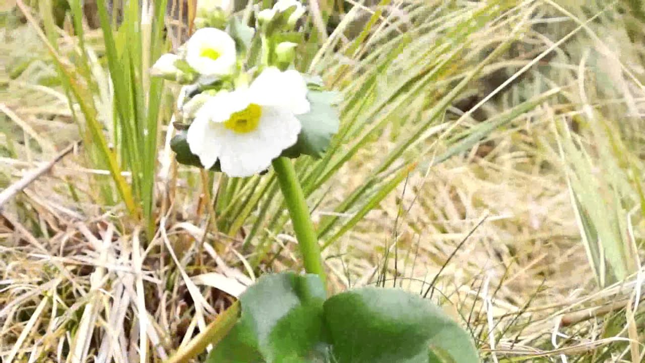 Mount Cook Lily or Giant Buttercup - YouTube