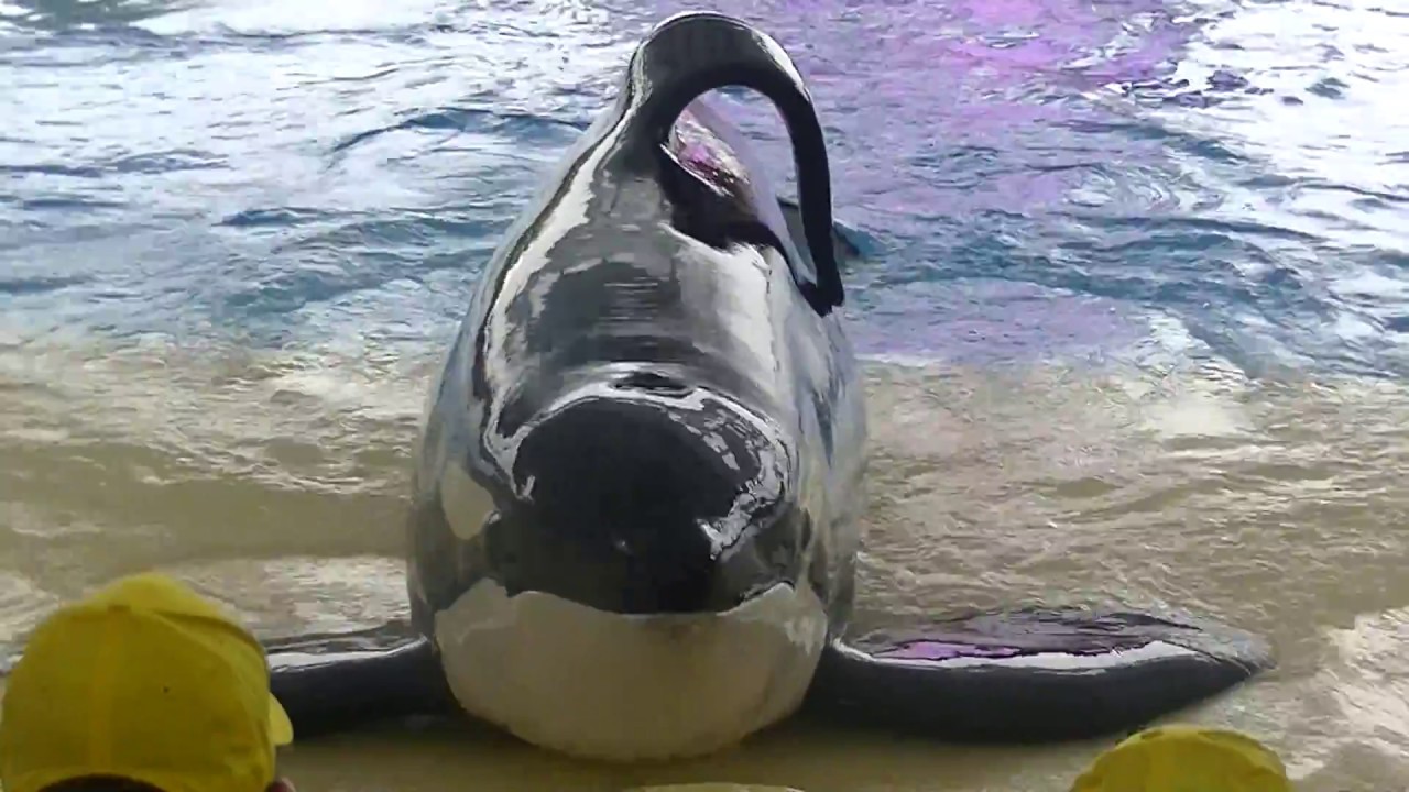 Orca Ocean (Full Show/HD) October 13, 2017 - Loro Parque, Spain - YouTube