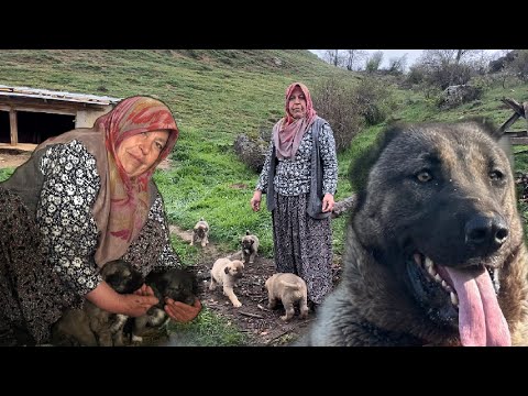 HANIM ANNE'NİN KANGAL KÖPEĞİ HASTA/BİR ANNE'NİN OĞULLARI VE KANGAL KÖPEKLERİ/DAĞDA YAŞIYORLAR