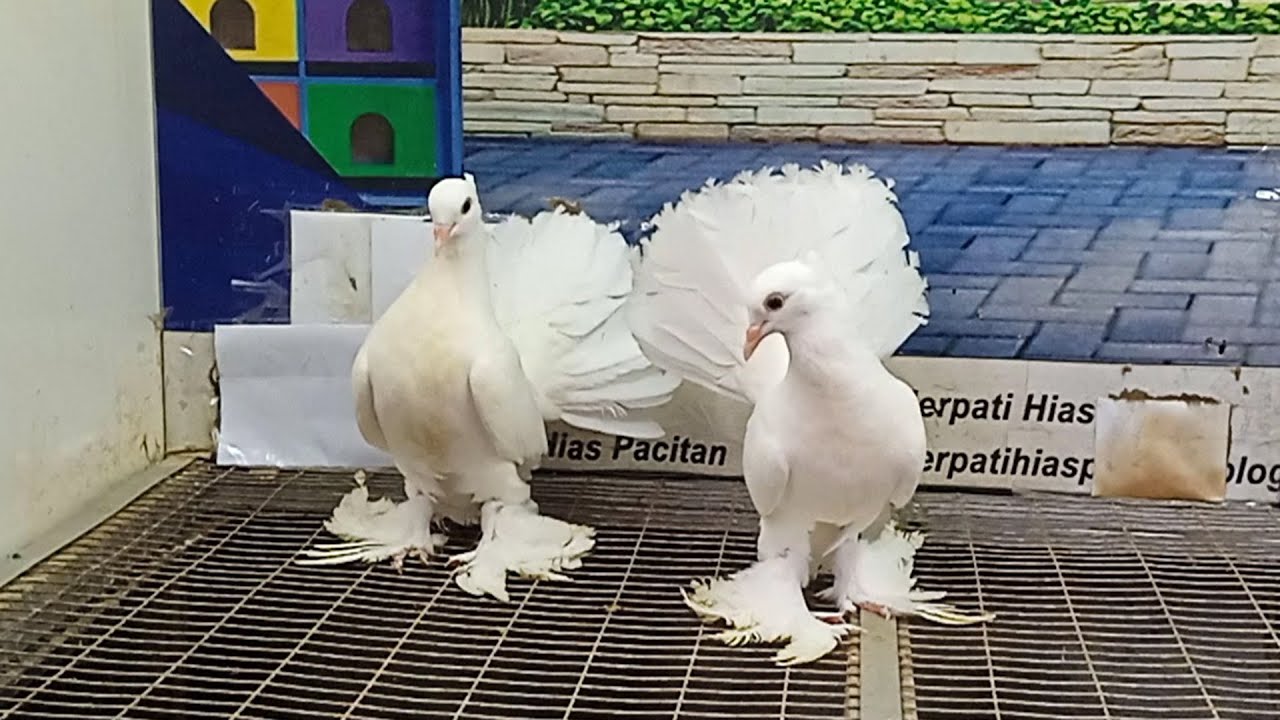 MERPATI KIPAS 03102022 - YouTube