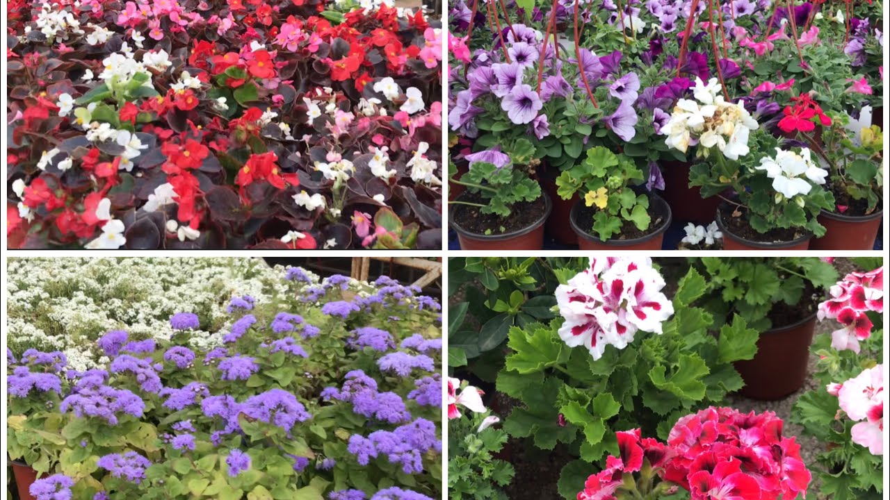 Beautyful Spring Flowers | Garden Farm - YouTube