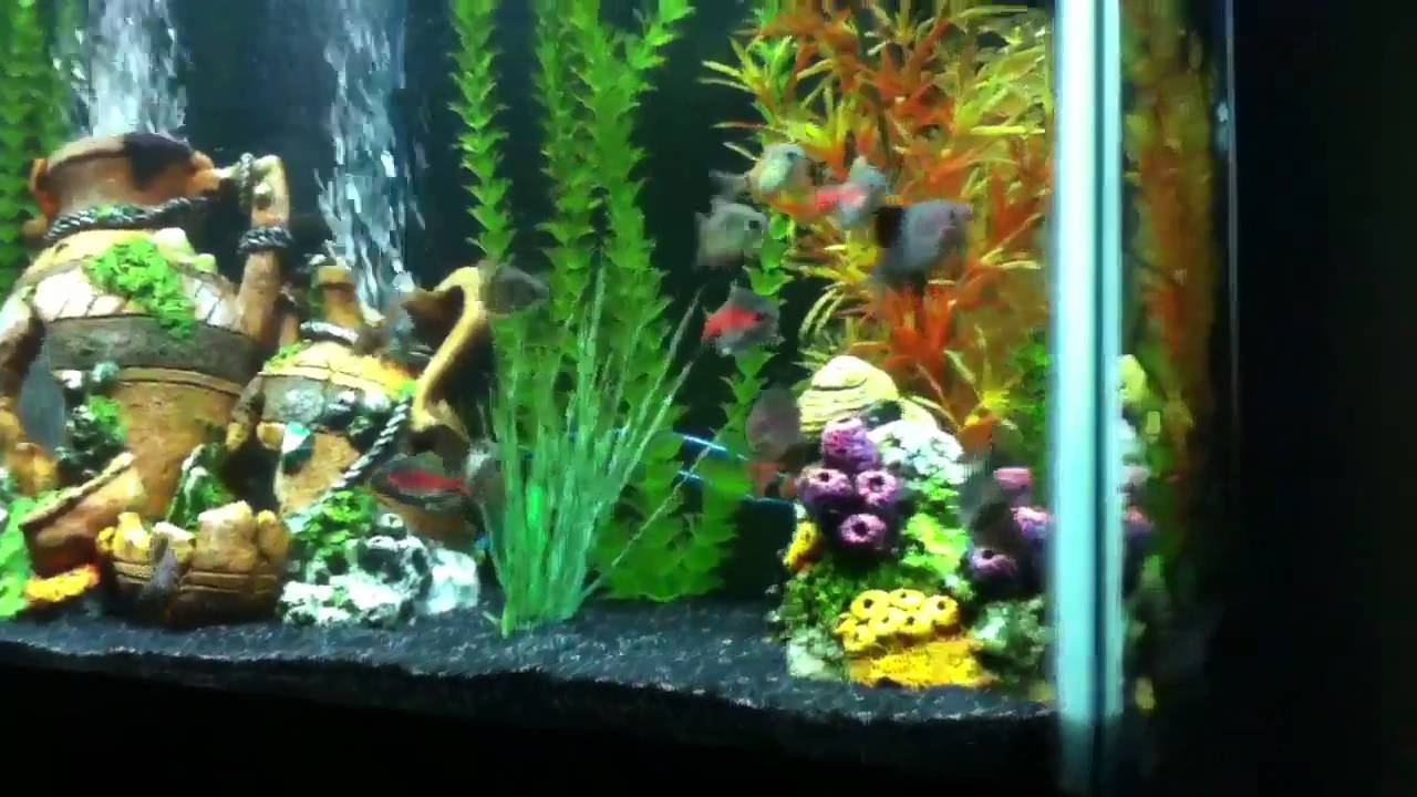 38 gallon fish tank - YouTube
