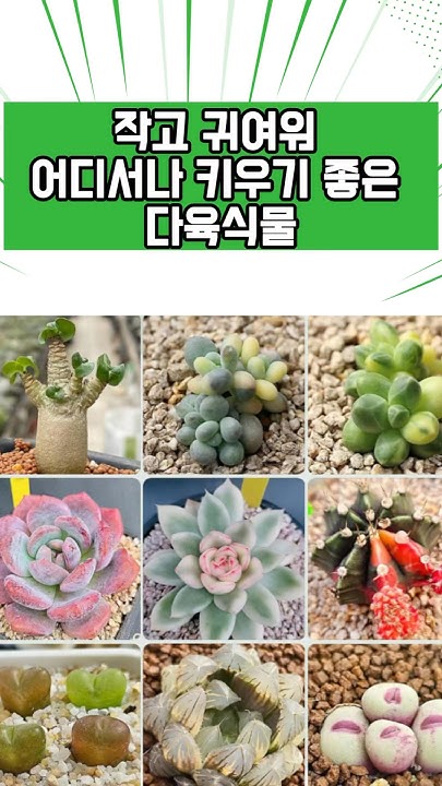 예쁜다육 작고소중해 희귀다육 다육이 다육식물 다육 다육라방 라이브방송판매 초보다육이 초보식집사 다육판매 다육천국 다육이저렴한곳 엑스플랜트 다육이금