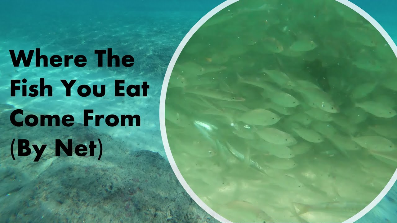 Where The Fish You Eat Come From (Net fishing) - YouTube