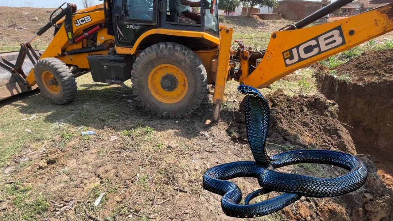 There was such a big snake inside this pit that it was taken out by the ...