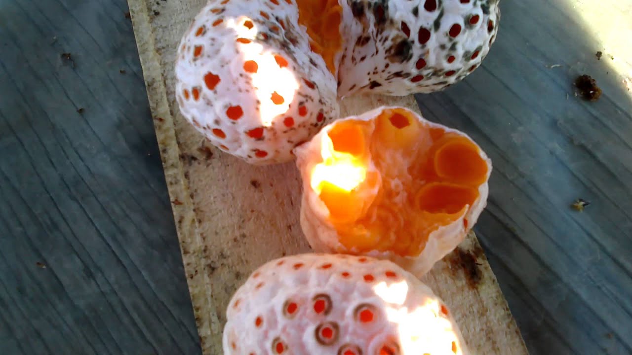 Fruto del roble - YouTube