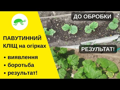 Павутинний кліщ на огірках: виявлення, обробка і результат. Поспішайте врятувати рослину!