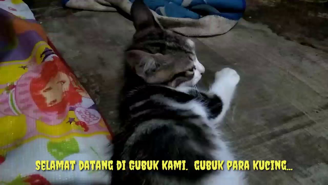 Viral || Kucing viral || Istana para kucing - YouTube