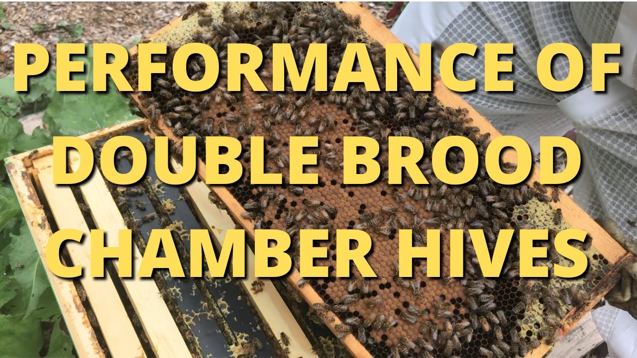 Performance of double brood chamber hives - YouTube