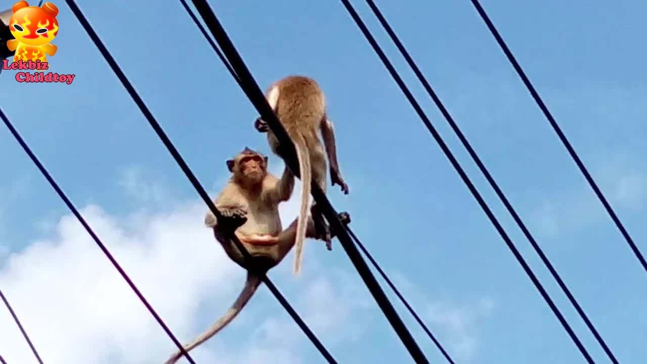 Dangerous!!! Monkeys on Powerline - YouTube