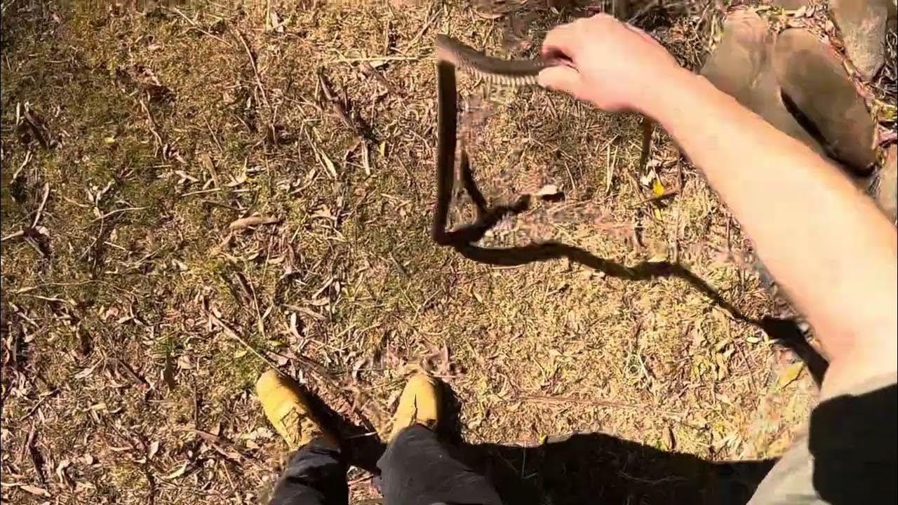 SNAKE CATCHER JUMPS ON NICE BIG BLACK EASTERN BROWN ⚠️🐍🔥💪🏿 - YouTube