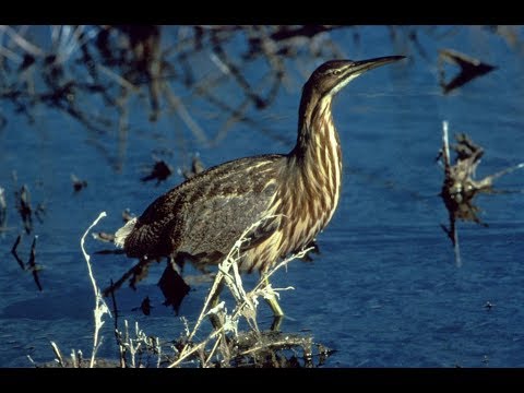American Bittern Identification | American Bittern life story ...
