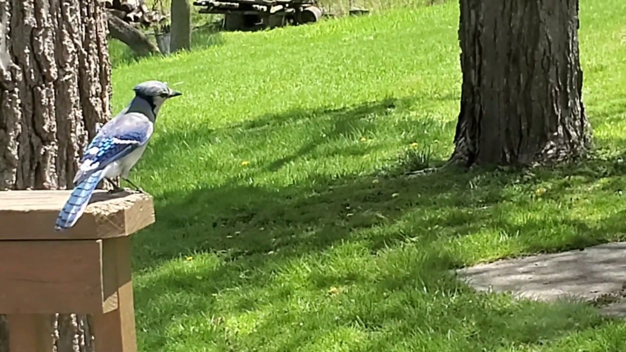 BLUE JAYS ARE BEAUTIFUL & SMART - YouTube