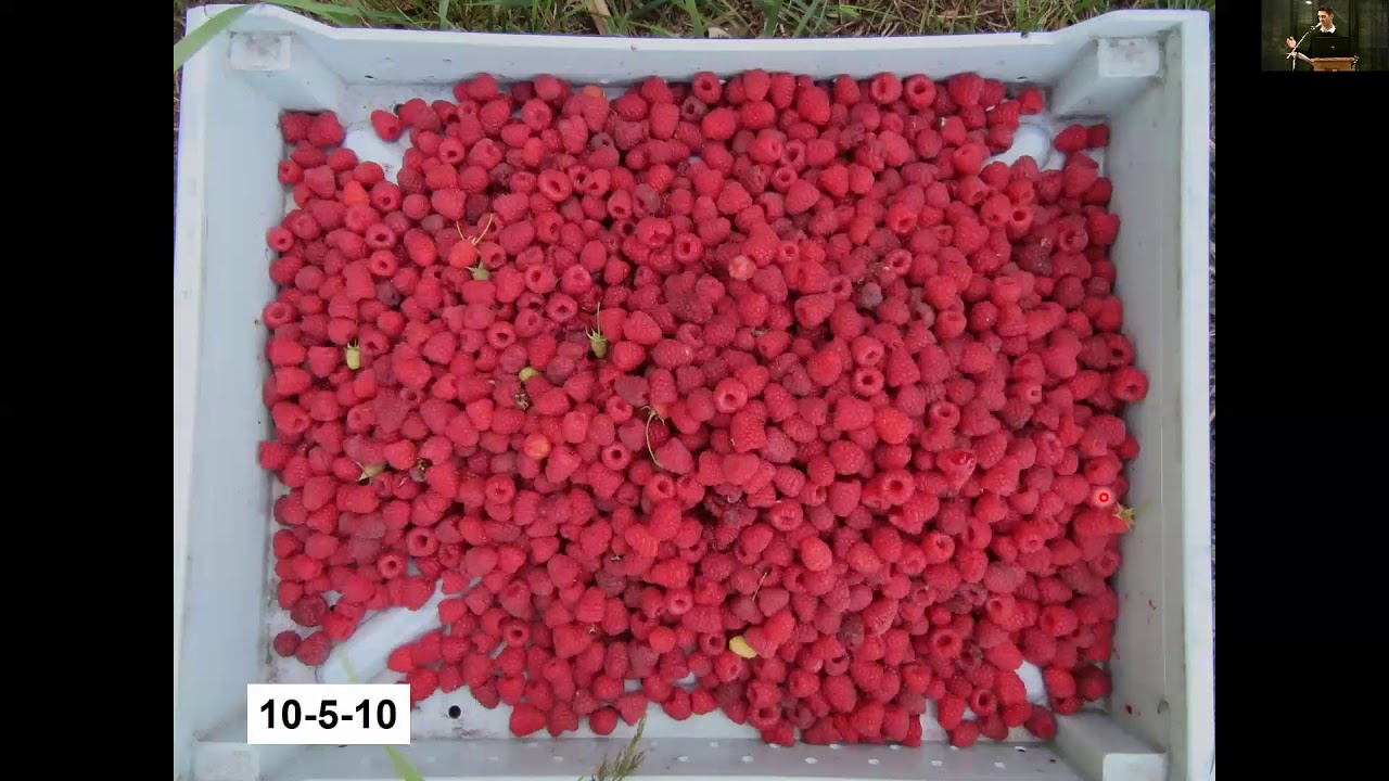 Raspberry Breeding Highlights B.C. Eric Gerbrandt - YouTube