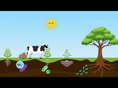 Azot Döngüsü (anlama garantili)