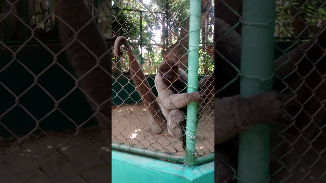 Macaco barrigudo fazendo charme - YouTube