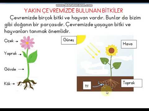 1. sınıf hayat bilgisi dersi konu anlatımı - YAKIN ÇEVREMİZDEKİ BİTKİLER