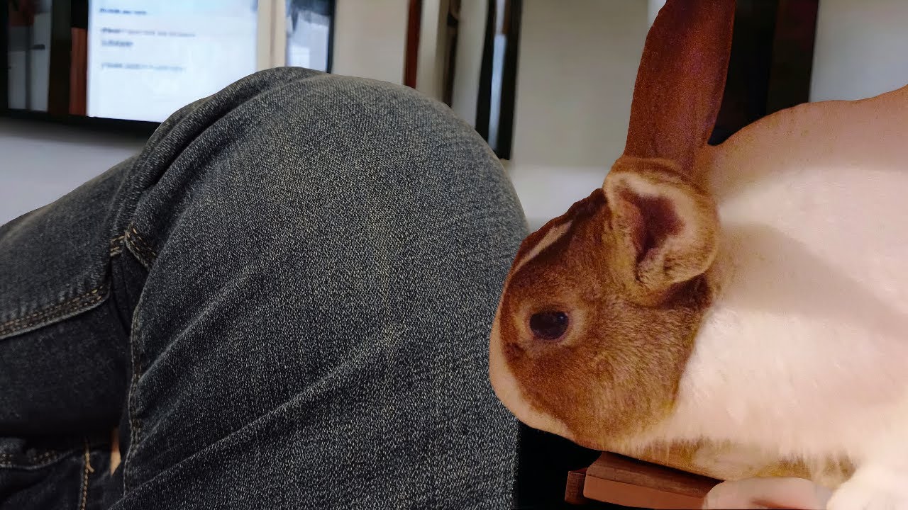 Why does Your Rabbit Nudge You? Bunny Behaviour Explained - YouTube