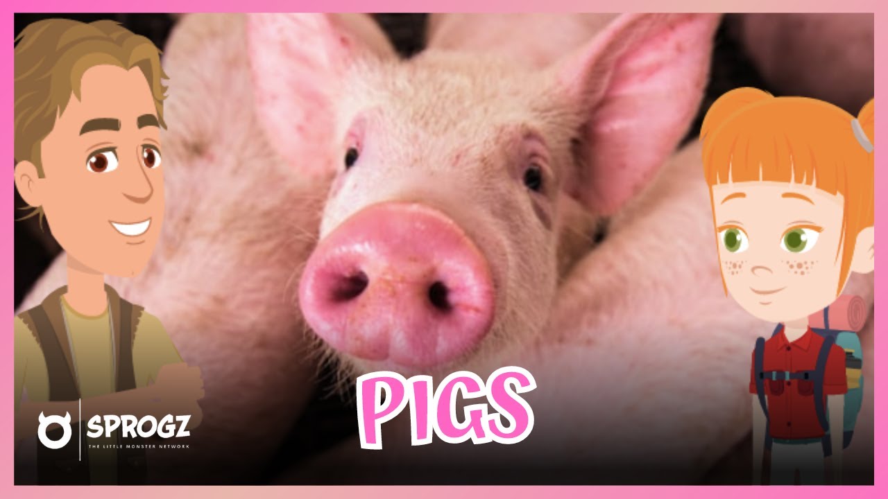 Pig Videos For Kids | Pigs Facts For Toddlers | Animals For Children ...