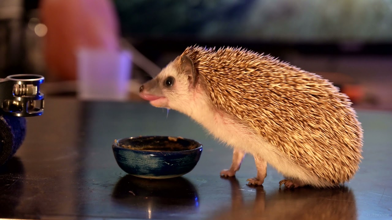 Hedgehog Loudly Munching on Food - YouTube