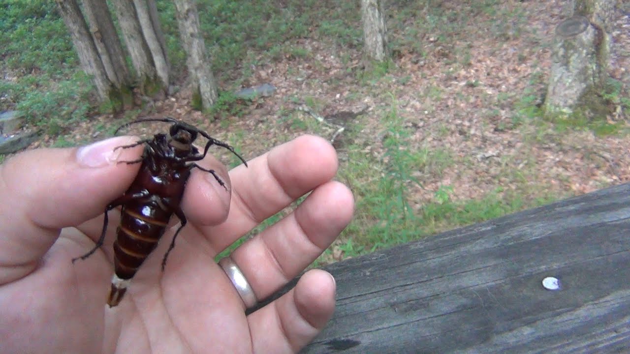 Biggest Bug I have Ever Seen In PA...But What Is It? - YouTube