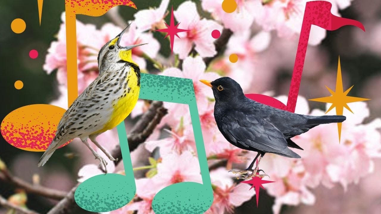Songs of Songbirds and Flowers in the Spring - YouTube
