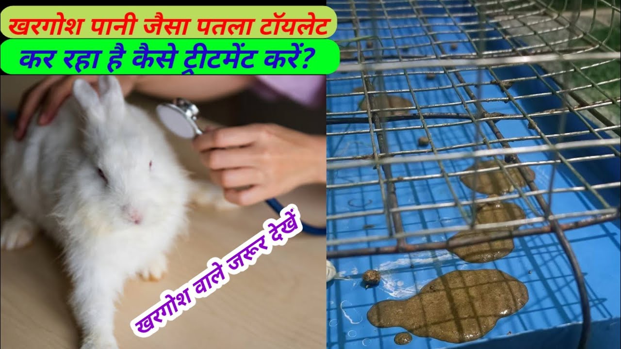 खरगोश पानी जैसा पोट्टी बार-बार कर रहा है क्या करें? Rabbit Diarrhea ...