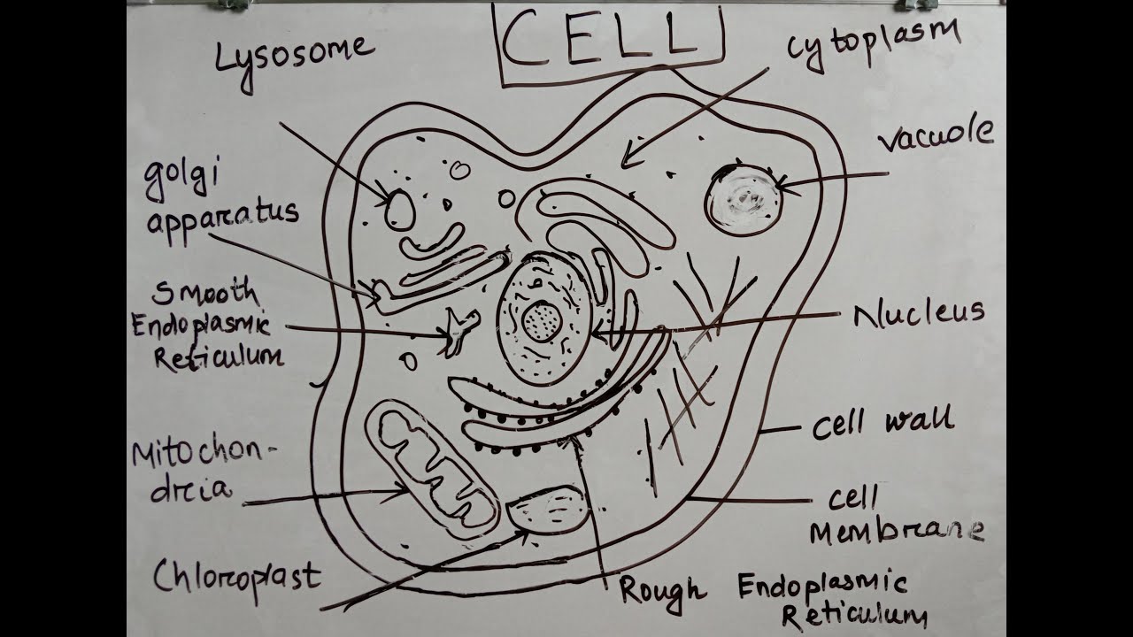 CLASS-9th BIOLOGY CHAPTER-2 THE FUNDAMENTAL UNIT OF LIFE :"CELL ...