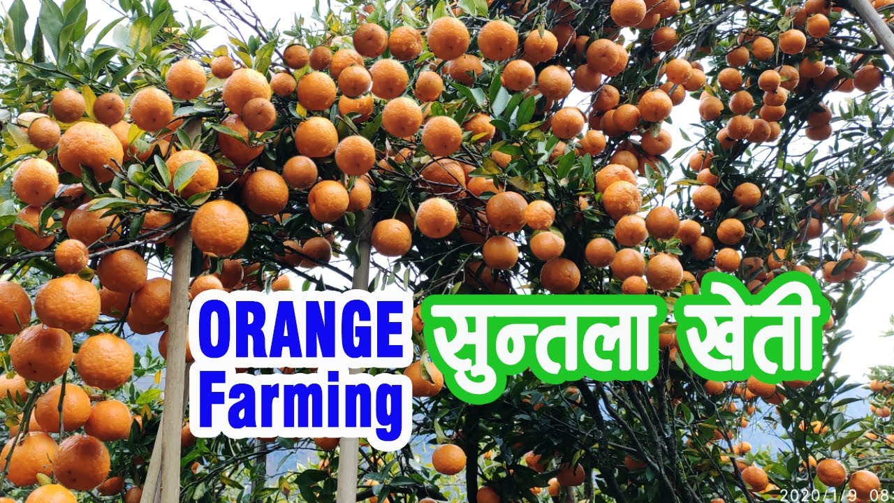 Organic Orange Farming । सुन्तला खेती । छिनमाखु भाेजपुर २०७६। - YouTube
