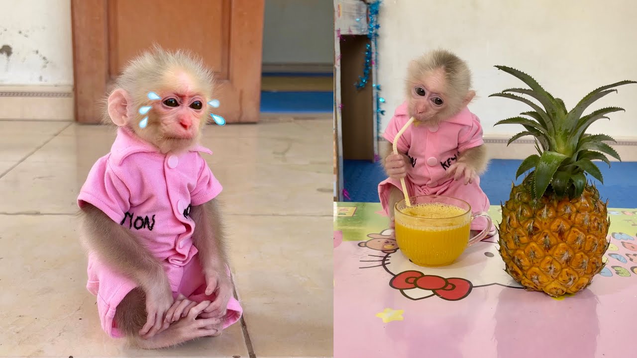 Monkey Abi cried waiting for her mother to come home to make pineapple ...