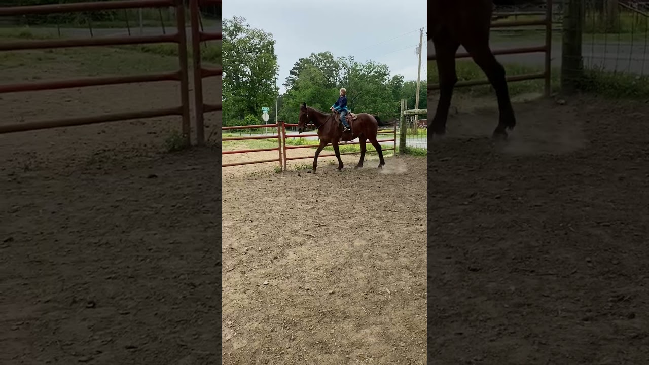 LENNY- Standardbred- Tattoo XN179- Gelding- 15.3- 20y (teeth look 12 ...