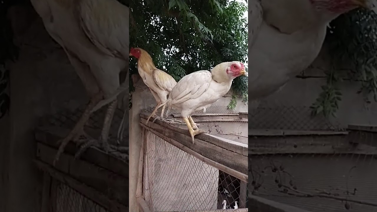 So beautiful white asil pair - YouTube