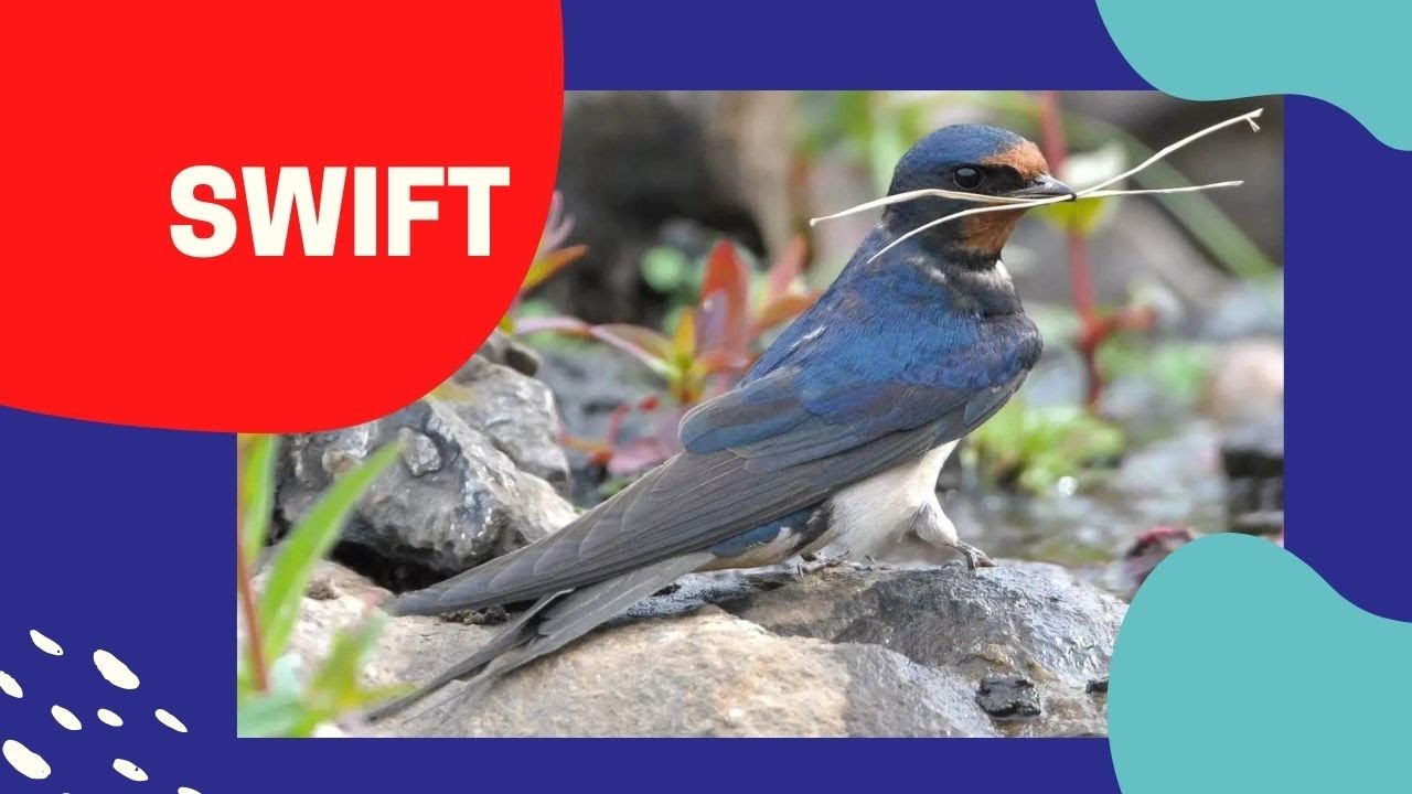 Swift Sound (Common swift Voice, Common Swift Call, Common Swift Audio ...