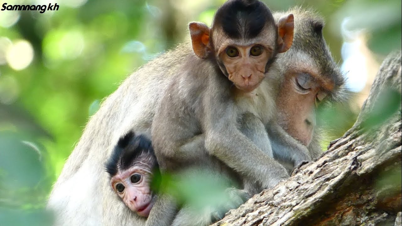 Did You Forget Me Lovely Baby Monkey Tazanna Luna On The Tree Samnnang Kh D189 YouTube did-you-forget-me-lovely-baby-monkey-tazanna-luna-on-the-tree-samnnang-kh-d189-youtube