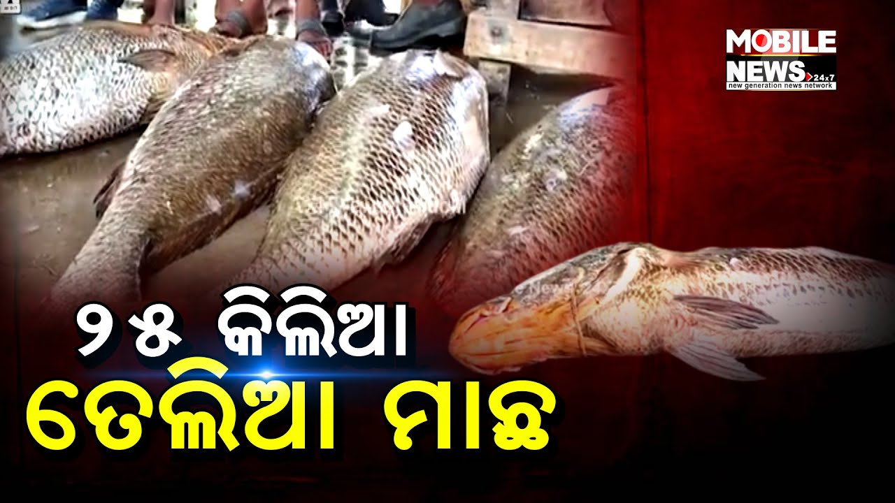 West Bengal ଦୀଘା ସମୁଦ୍ରରେ ଧରାପଡ଼ିଲା ଲକ୍ଷାଧିକ ଟଙ୍କାର ତେଲିଆ ଭୋଲା ମାଛ ଓଜନ ...