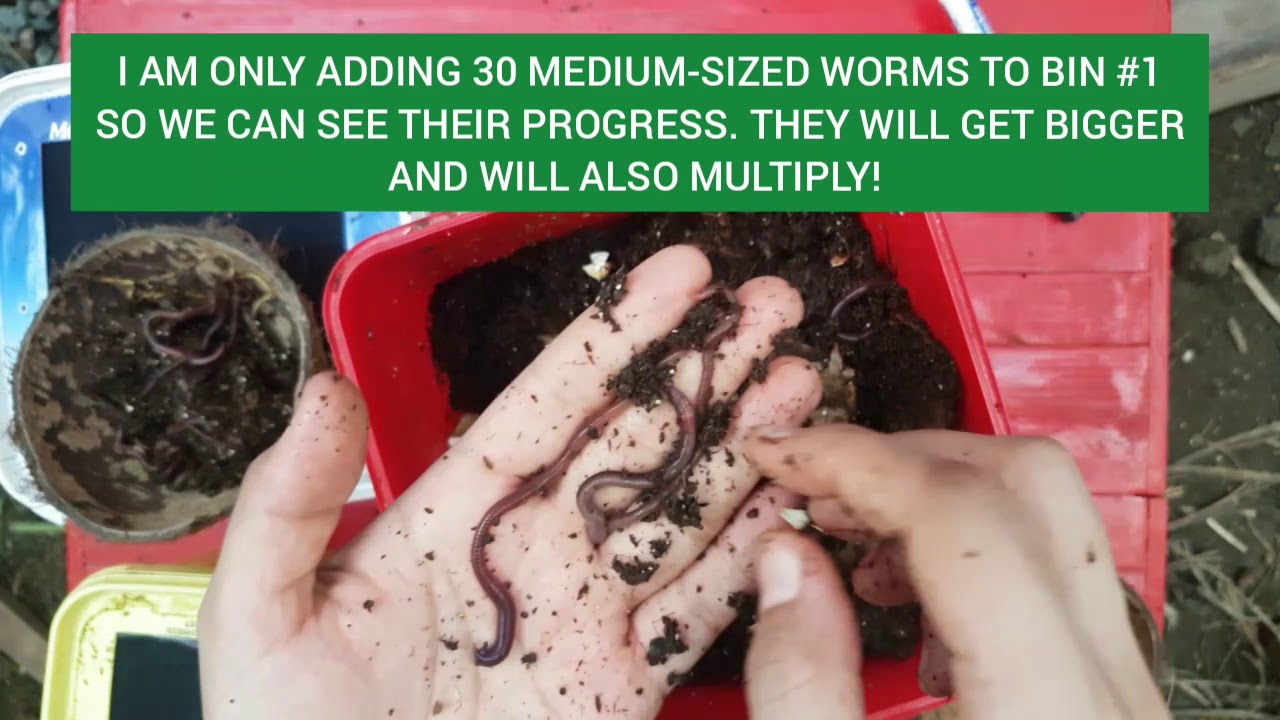 How to add ANC and worm food to small vermicompostin bins - YouTube