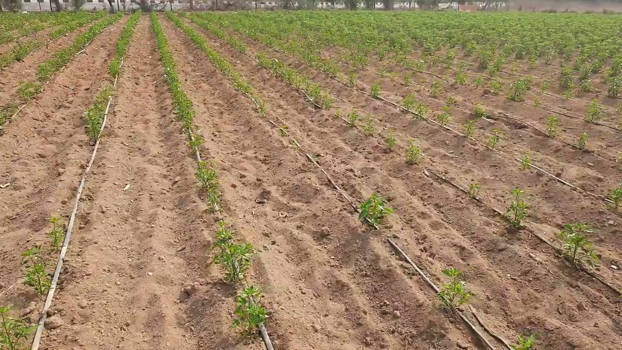 organic green chilli farming - YouTube