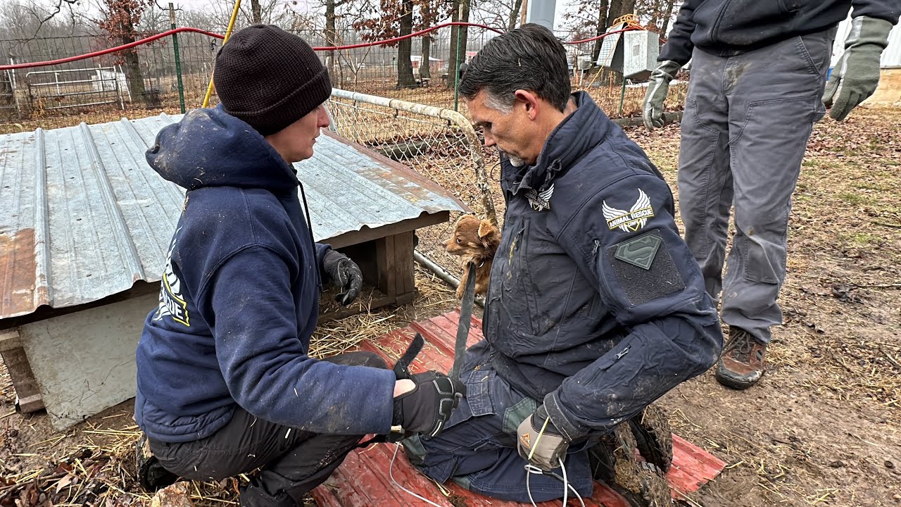 Watch - Animal Rescue Corps