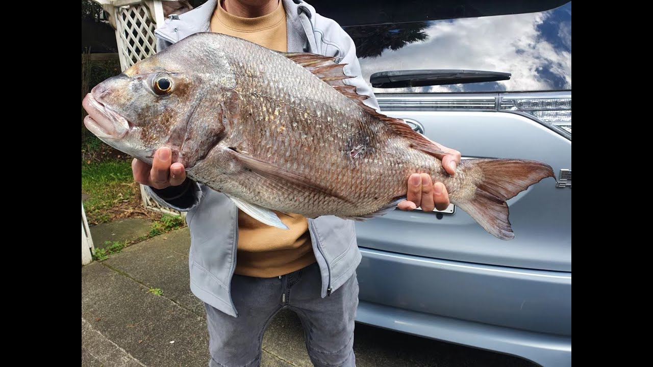 Army bay left-side first spring dive, surprisingly got 60cm snapper ...