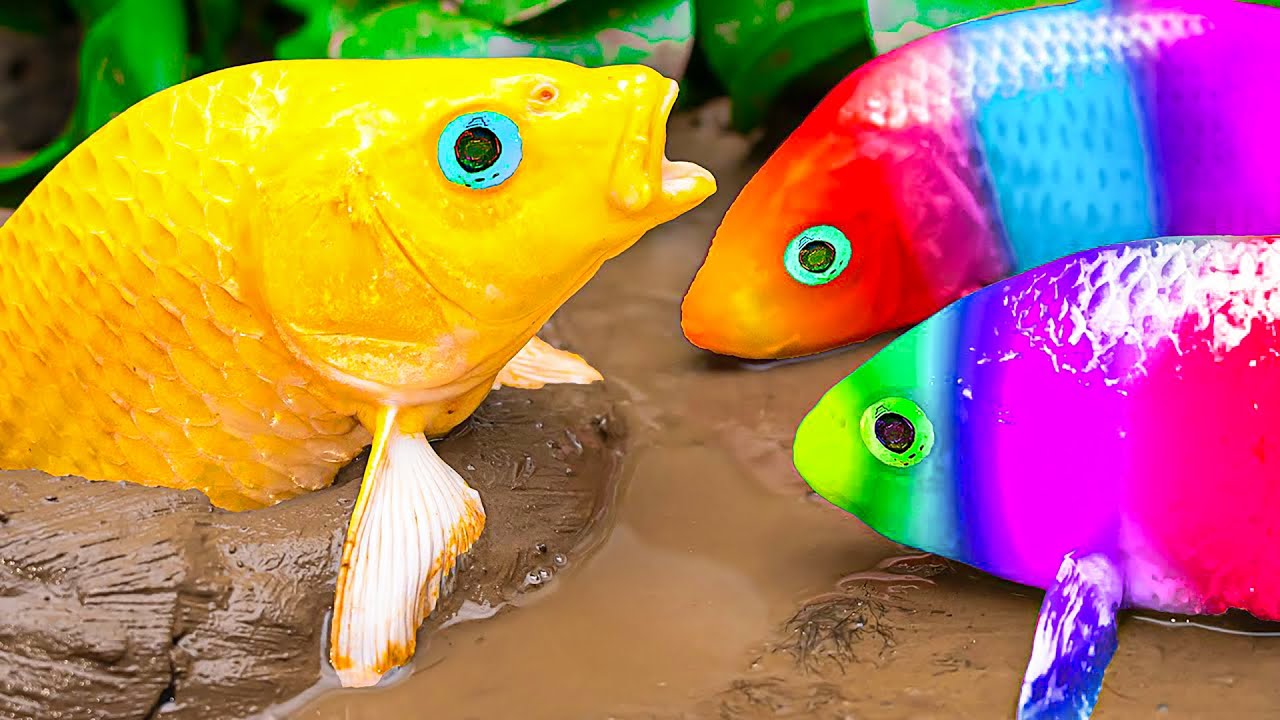 New 💕 FUN VIDEOS OF FISH💕Stop Motion ASMR Colorful Rich Koi and Poor ...