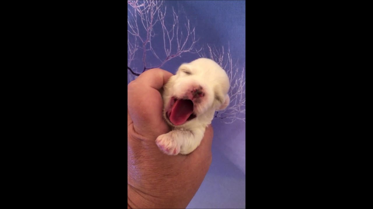 CH Little & Bell Puppies - Eyes Are Opening... - YouTube