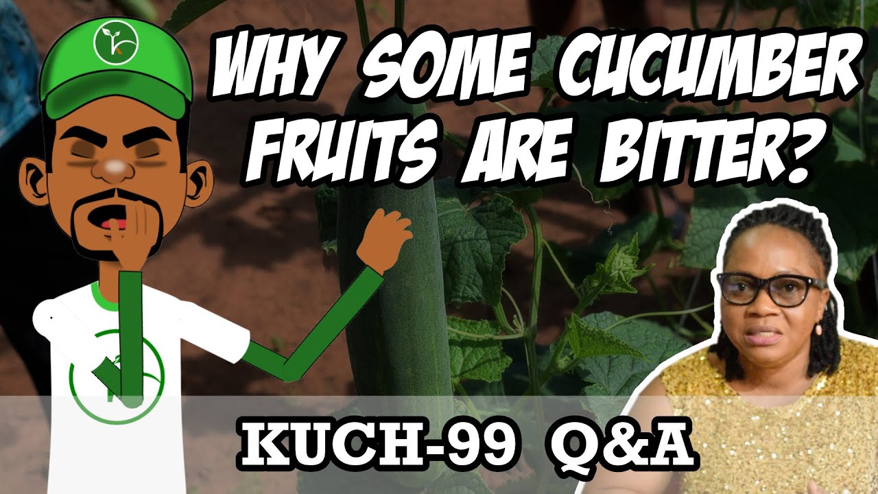 How to Solve Bitter Fruit Problem? Blessing Okoro Answers - YouTube