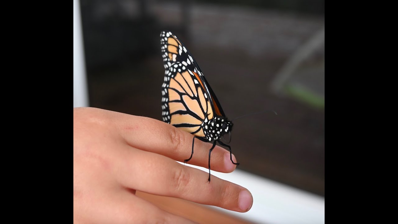 AMAZING Monarch Caterpillar Transformation!! - YouTube