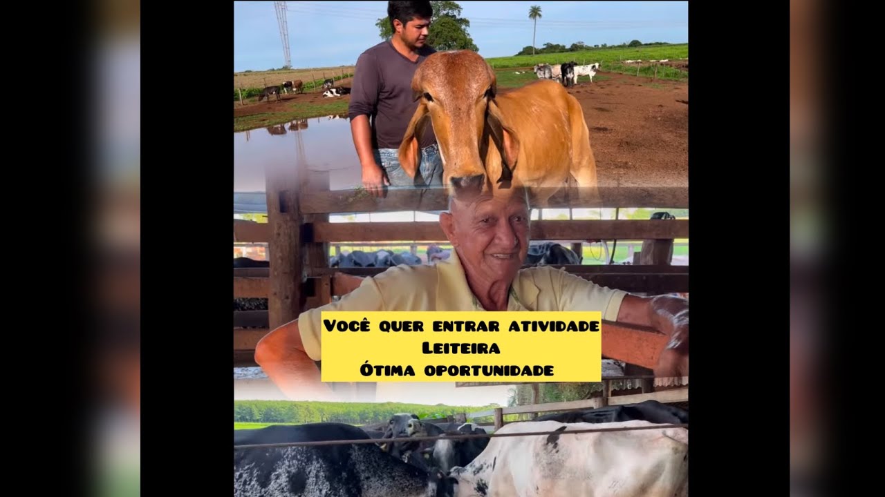 25 vaca produzindo 675 litros de leite au dia, vende-se (34)99663-8571 ...