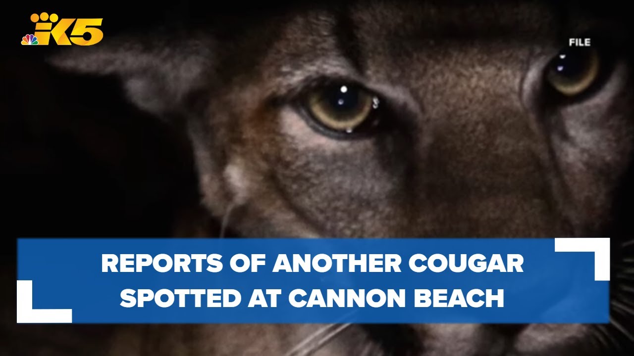 Reports of cougar at Cannon Beach - YouTube